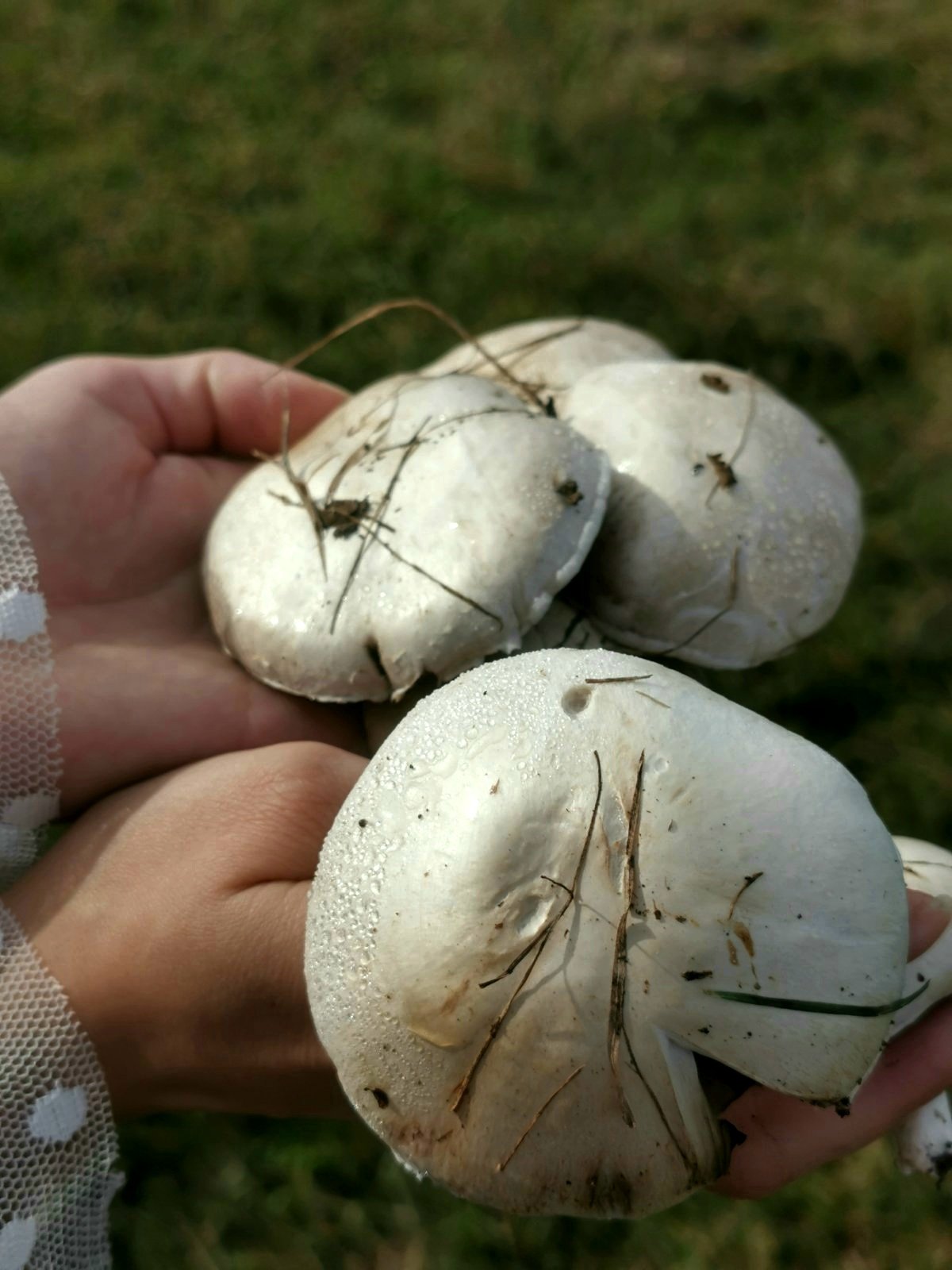 ŽIVINICE: Jede se sirova, gljiva Rudnjača, a kod nas poznatija kao ...